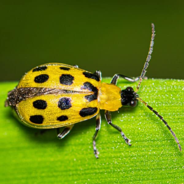 Control Cucumber Beetles With A Powerful Organic Playbook