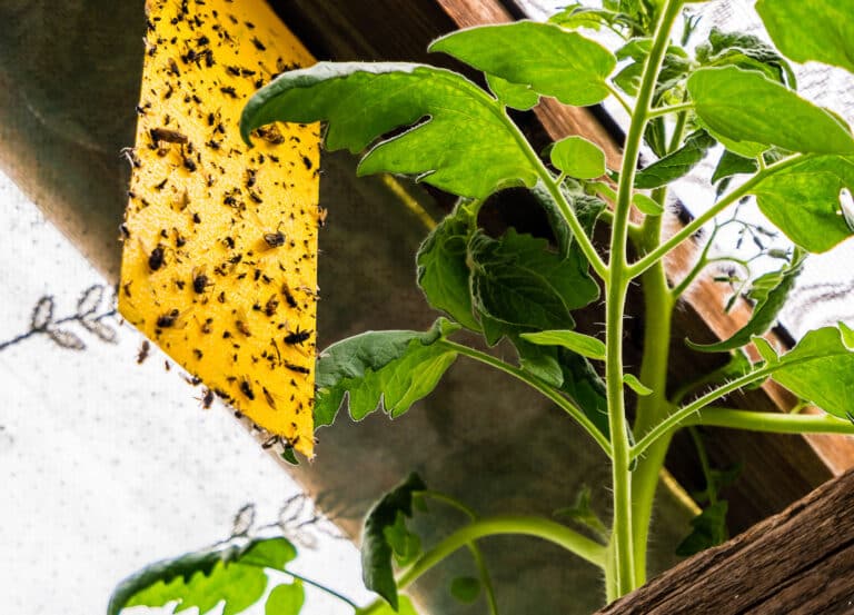 Control Cucumber Beetles With A Powerful Organic Playbook