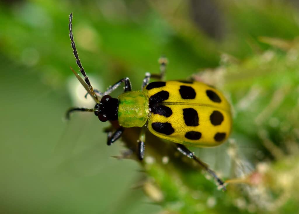 Control Cucumber Beetles With A Powerful Organic Playbook