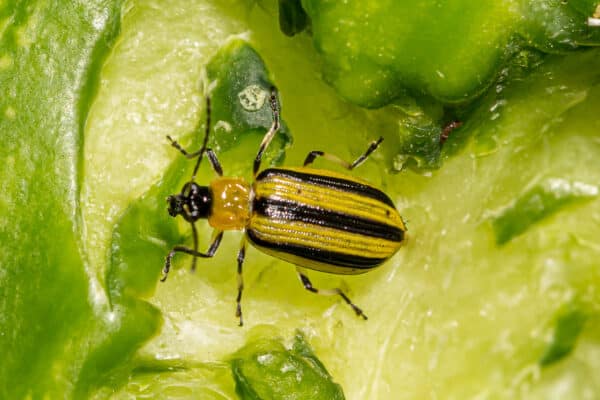 Control Cucumber Beetles With A Powerful Organic Playbook