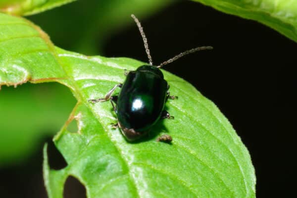 Organic Flea Beetle Control: Methods to Protect Your Garden
