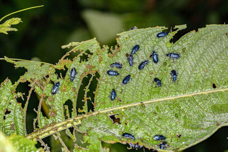 Organic Flea Beetle Control: Methods to Protect Your Garden