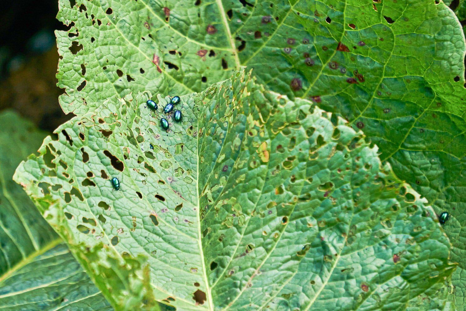 Organic Flea Beetle Control: Methods to Protect Your Garden