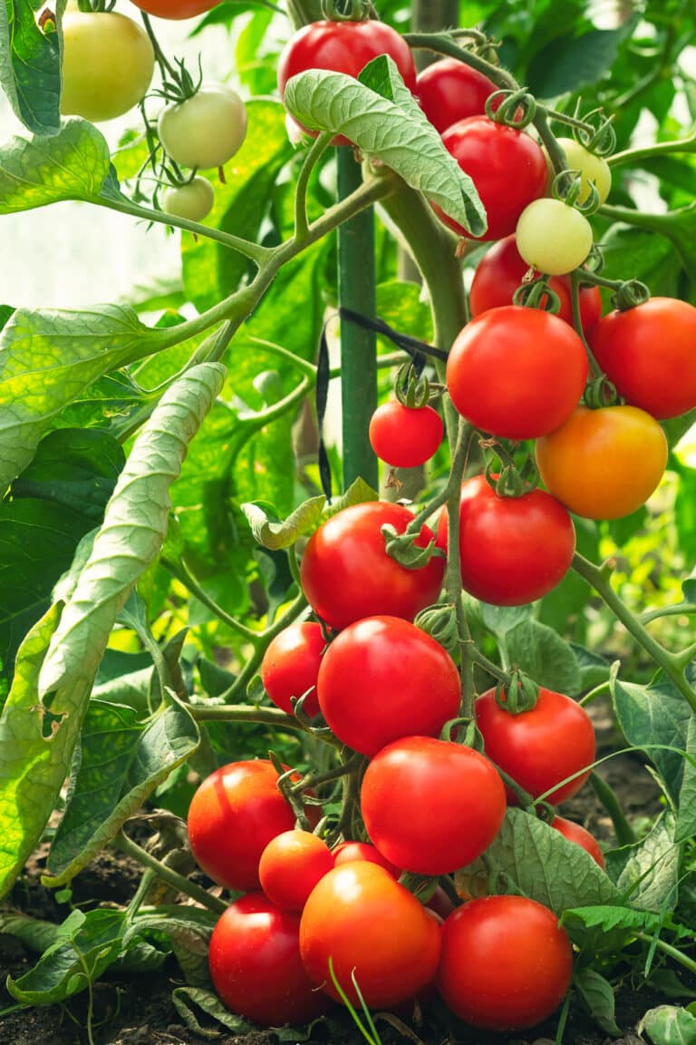 Tomato Rot - How to Manage and Prevent Blossom End Rot