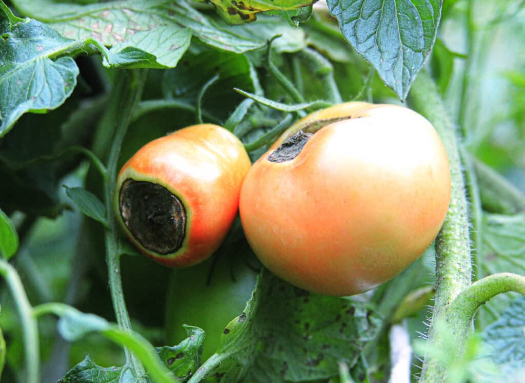 Tomato Rot - How to Manage and Prevent Blossom End Rot