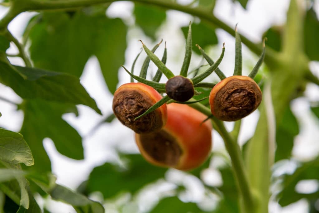 Tomato Rot - How to Manage and Prevent Blossom End Rot