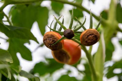 Tomato Rot - How to Manage and Prevent Blossom End Rot