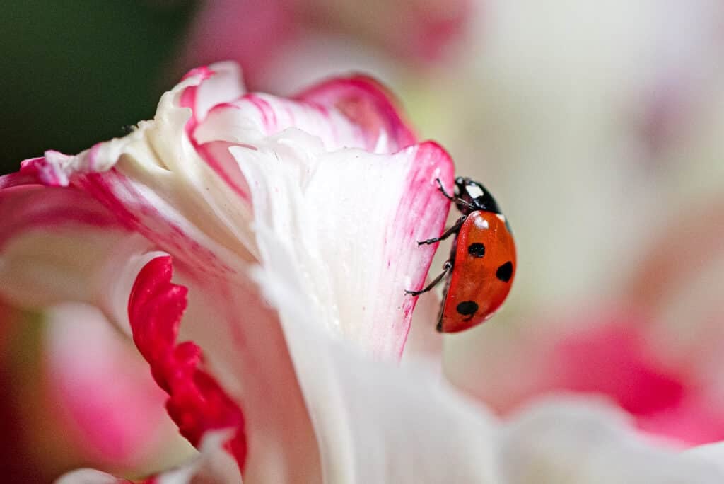 Tulip Care: Expert Planting, Growing, and Caring Tips