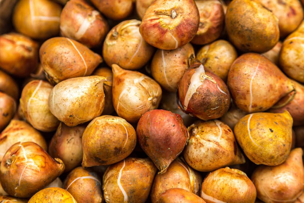 Tulip Care: Expert Planting, Growing, and Caring Tips