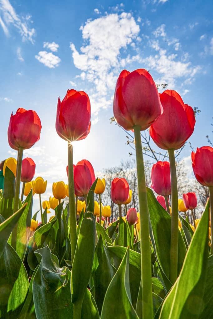 Tulip Care: Expert Planting, Growing, and Caring Tips