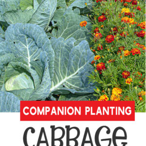 Companion Plants for Cabbage: Natures Perfect Partners