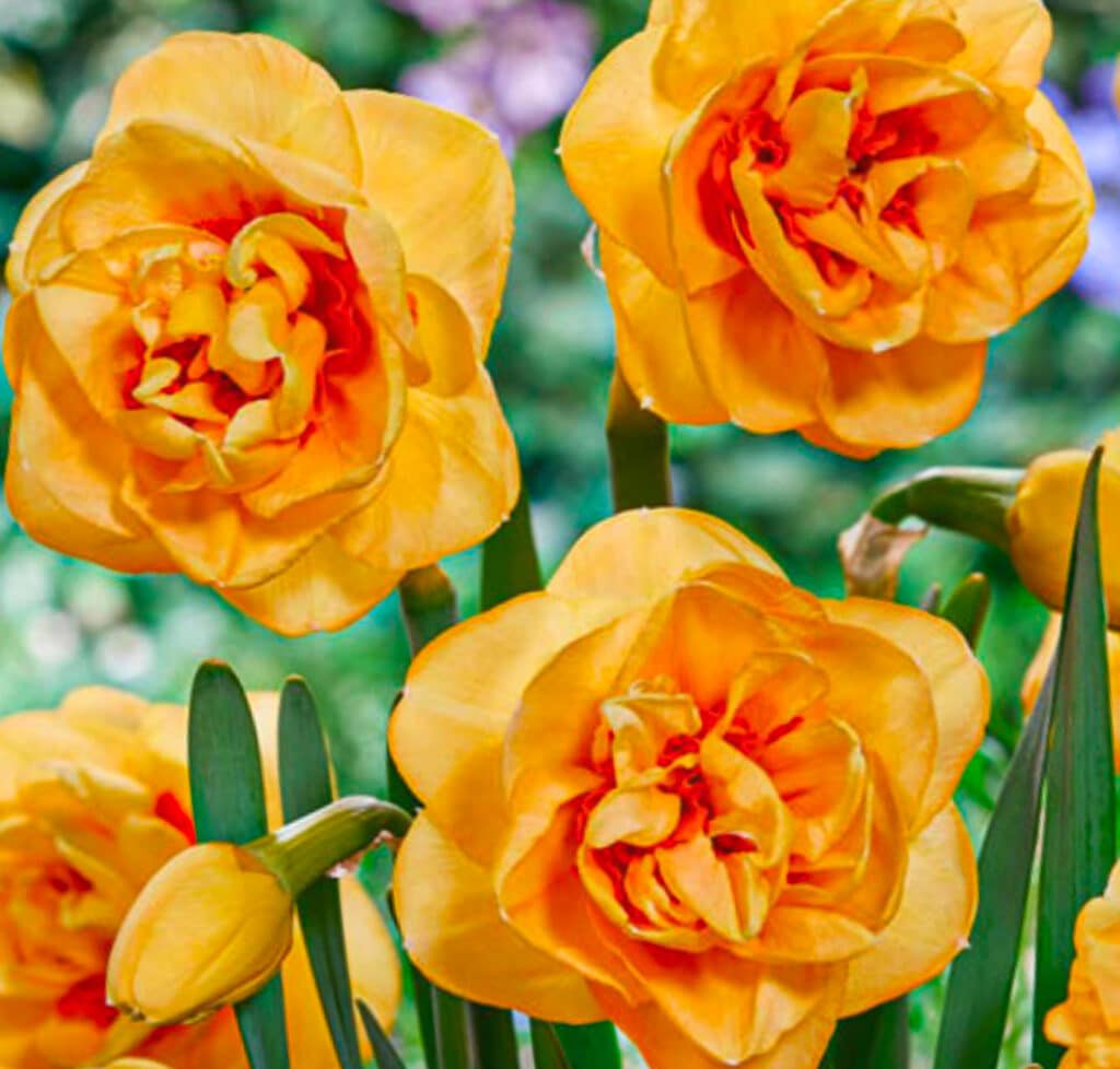 Daffodil Colors - More Than Just Yellow