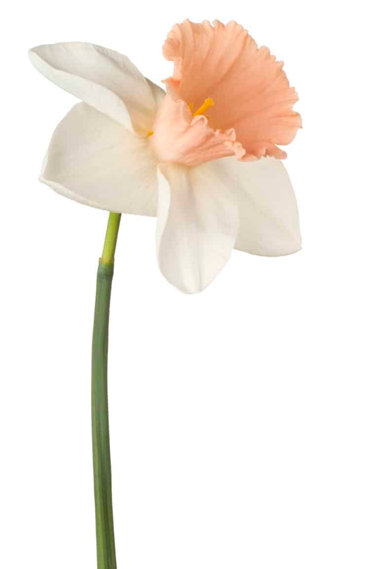 Daffodil Colors - More Than Just Yellow