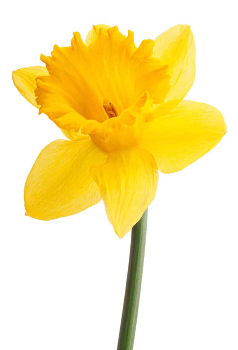 Daffodil Colors - More Than Just Yellow