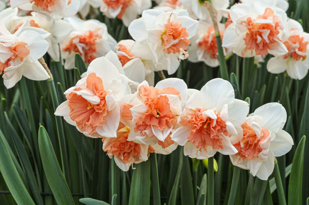 Daffodil Colors - More Than Just Yellow