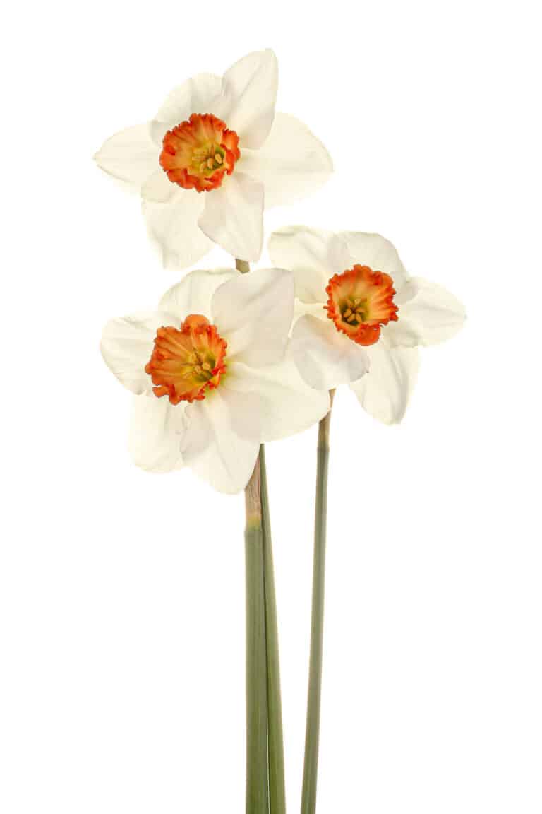 Daffodil Colors - More Than Just Yellow