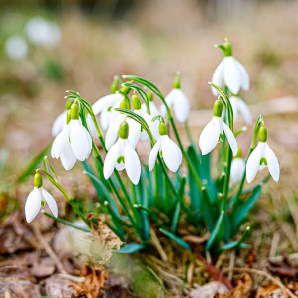Fall Bulbs to Plant for Explosive Color in Spring and Summer!