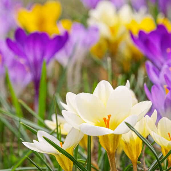 Fall Bulbs to Plant for Explosive Color in Spring and Summer!