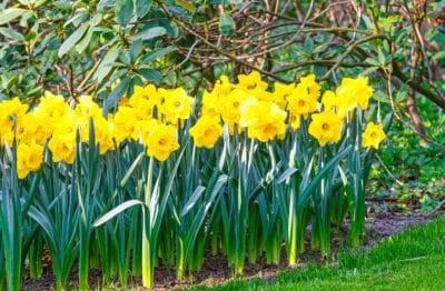 How to Grow Daffodil Bulbs from Bulb To Bloom