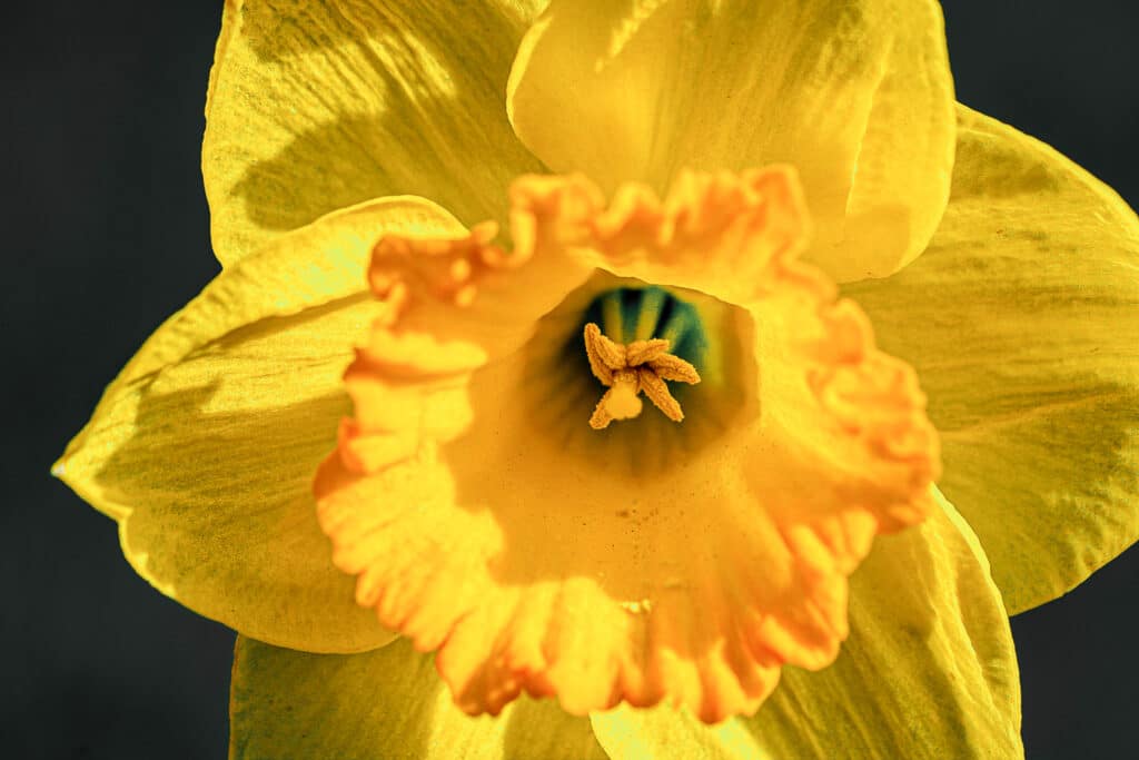 How to Grow Daffodil Bulbs from Bulb To Bloom