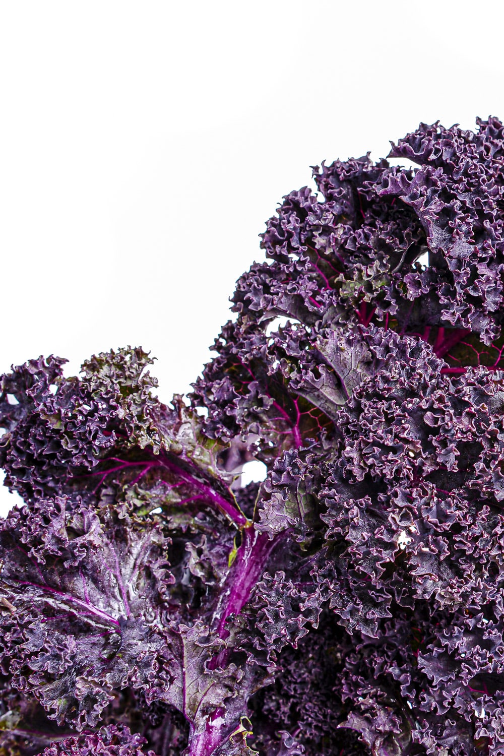 How to Grow Kale and Pick The Best Variety For Your Garden