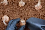 How to Plant Crocus Bulbs - A Complete Guide