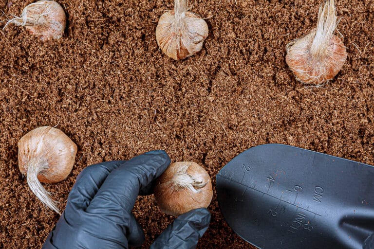 How to Plant Crocus Bulbs - A Complete Guide