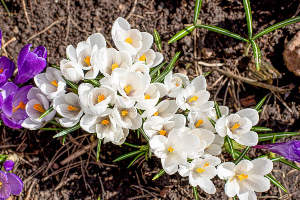 How to Plant Crocus Bulbs - A Complete Guide