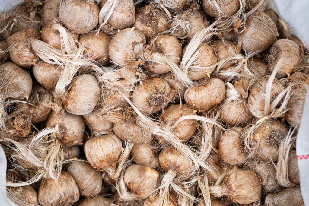 How to Plant Crocus Bulbs - A Complete Guide