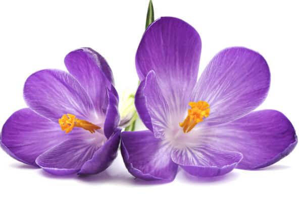 How to Plant Crocus Bulbs - A Complete Guide