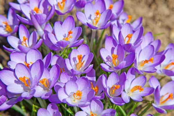 How to Plant Crocus Bulbs - A Complete Guide