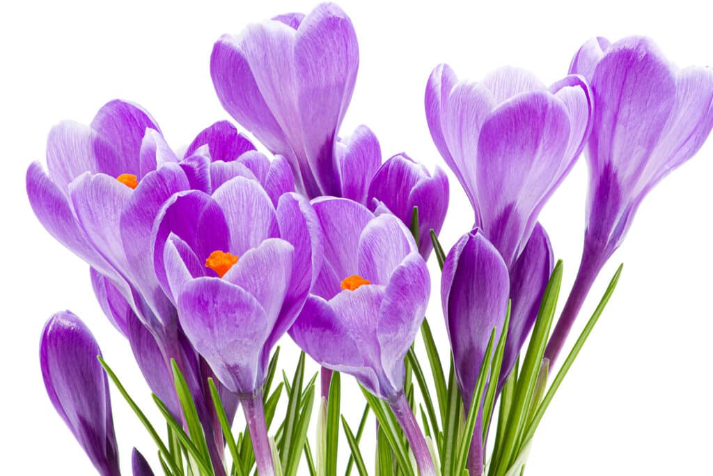 How to Plant Crocus Bulbs - A Complete Guide