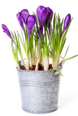 How to Plant Crocus Bulbs - A Complete Guide