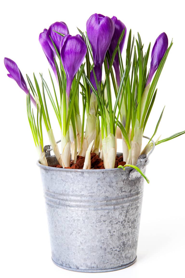How to Plant Crocus Bulbs - A Complete Guide