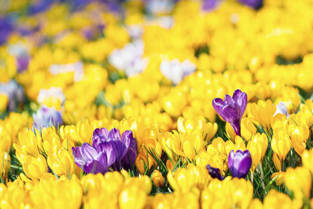 How to Plant Crocus Bulbs - A Complete Guide