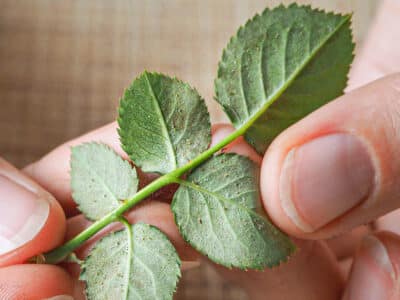 How to Identify Early Signs of Spider Mites