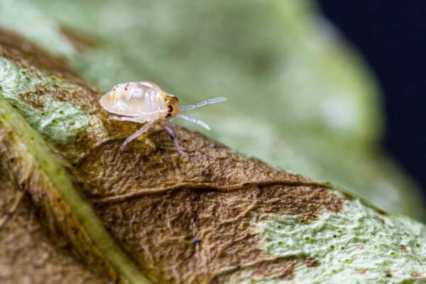 How to Identify Early Signs of Spider Mites