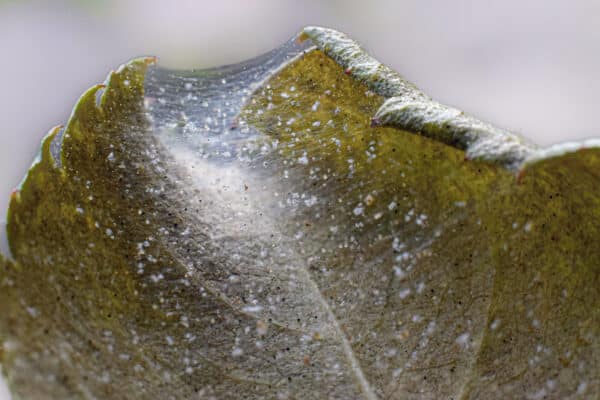 How to Identify Early Signs of Spider Mites
