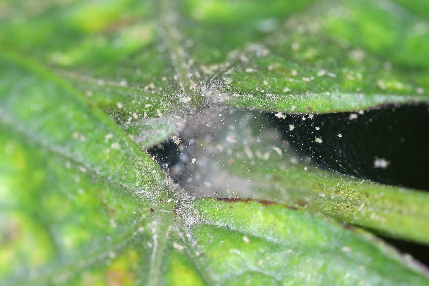 How to Identify Early Signs of Spider Mites