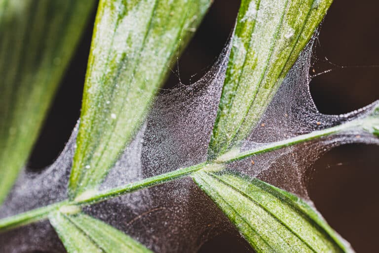 How to Identify Early Signs of Spider Mites