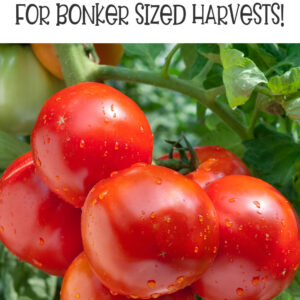 The Best Fertilizer For Tomatoes And Proper Application Tips!
