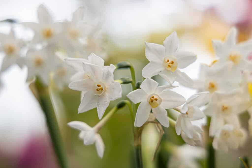 Paperwhites for Christmas Forcing - Grow Your Holiday Decor