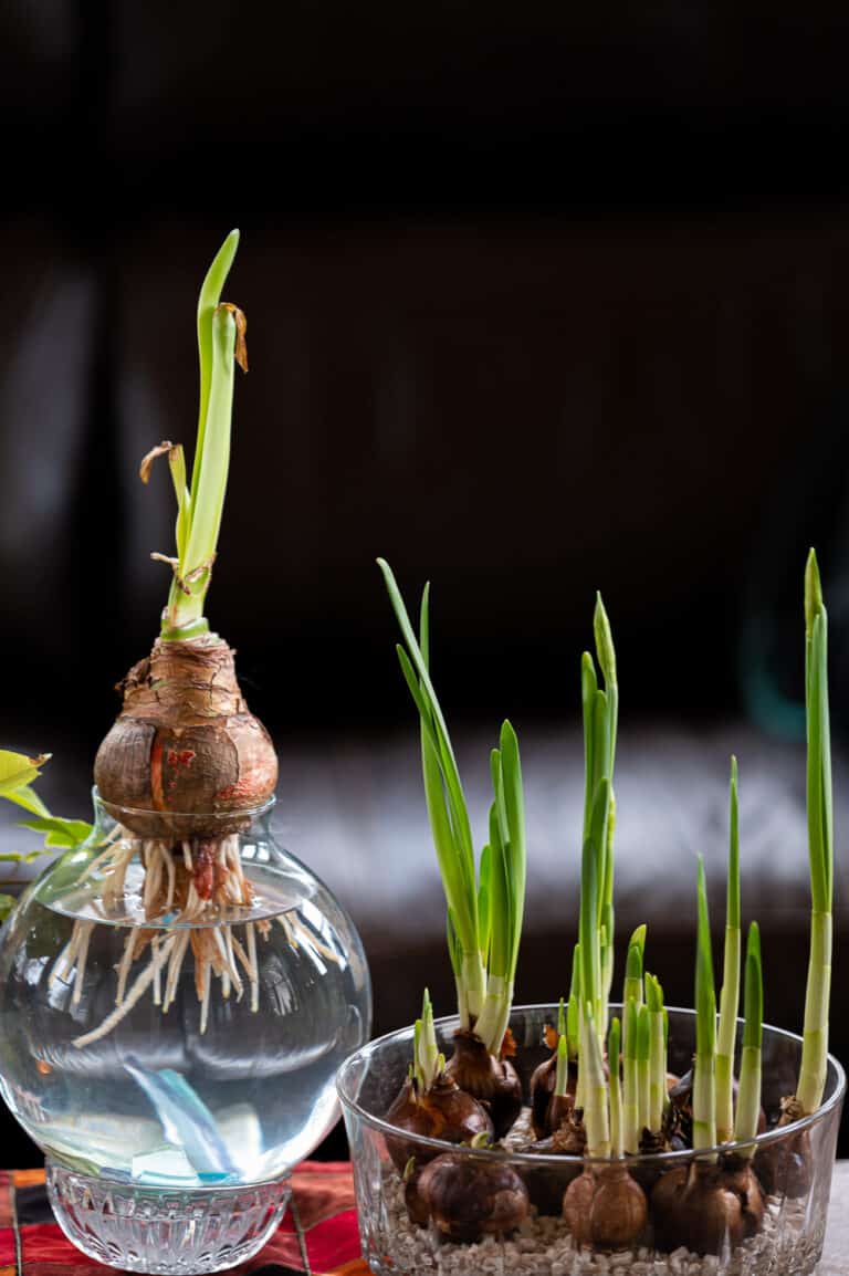 Paperwhites for Christmas Forcing - Grow Your Holiday Decor
