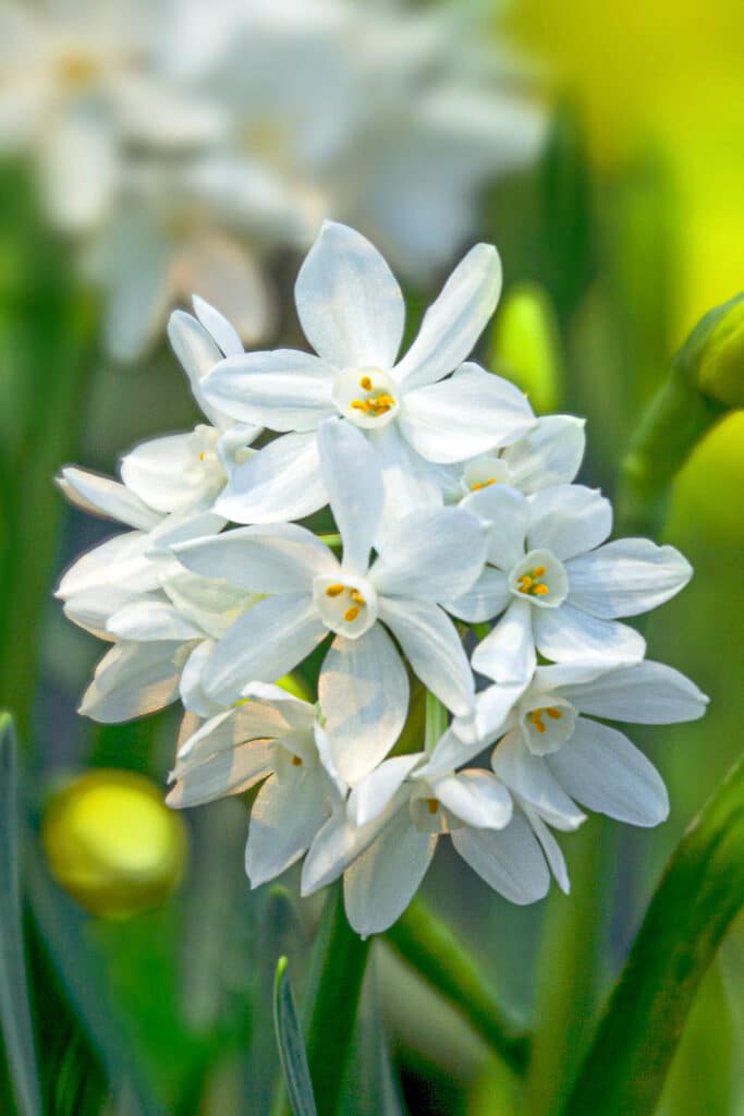 Paperwhites for Christmas Forcing - Grow Your Holiday Decor