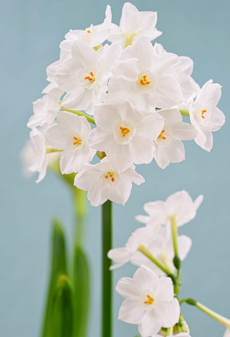 Paperwhites for Christmas Forcing - Grow Your Holiday Decor