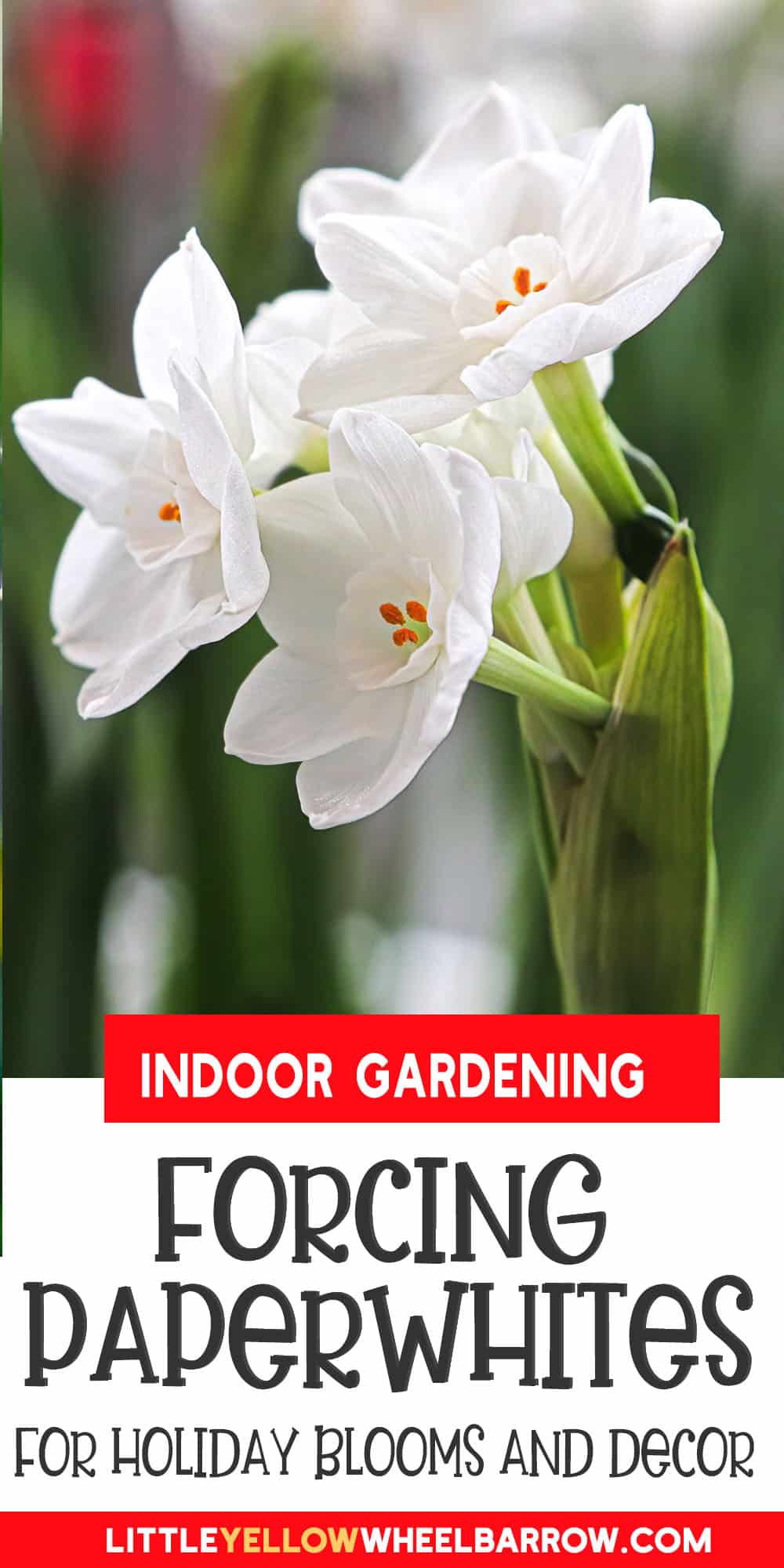 Paperwhites for Christmas Forcing - Grow Your Holiday Decor