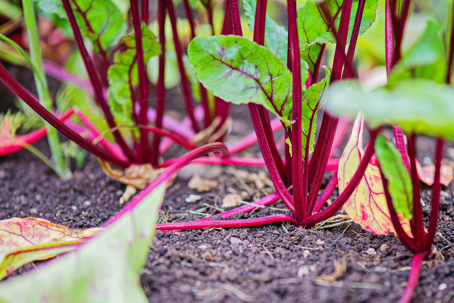 How to Grow Beets That are Sweet Tender and Tasty