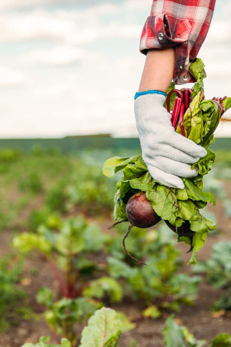 How to Grow Beets That are Sweet Tender and Tasty