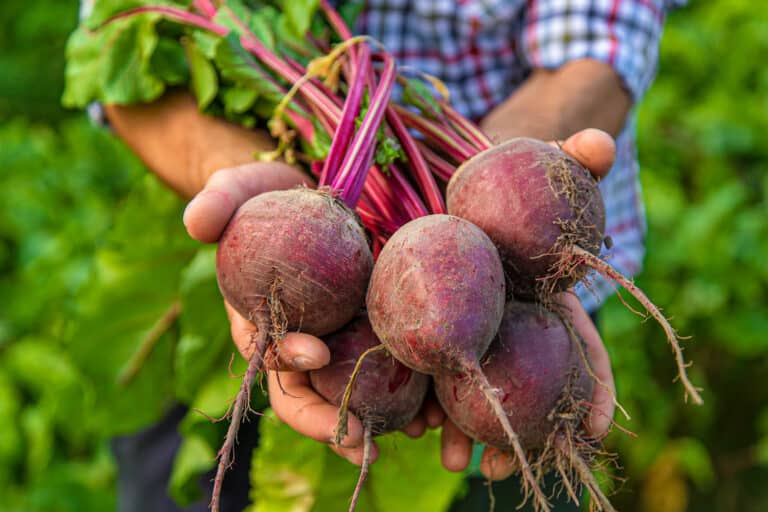 When To Harvest Beets: How to Tell Your Beet Crop is Ready