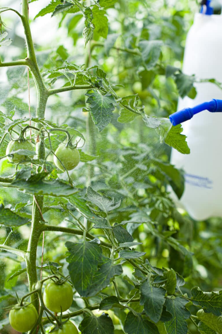 How to Fertilize Pepper Plants For Big Harvests